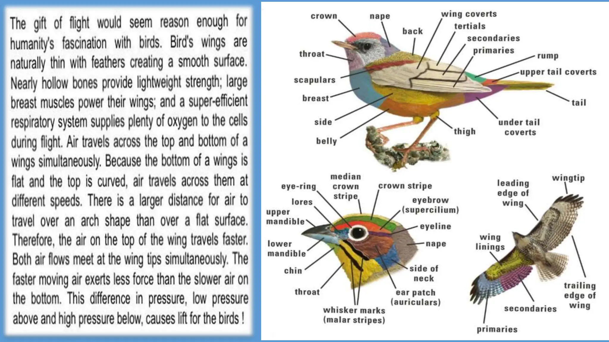 Birds in Quran.pptx check out diff birds | PPTX