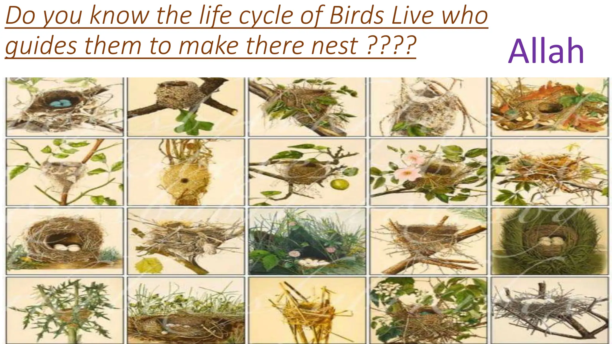 Birds in Quran.pptx check out diff birds | PPTX