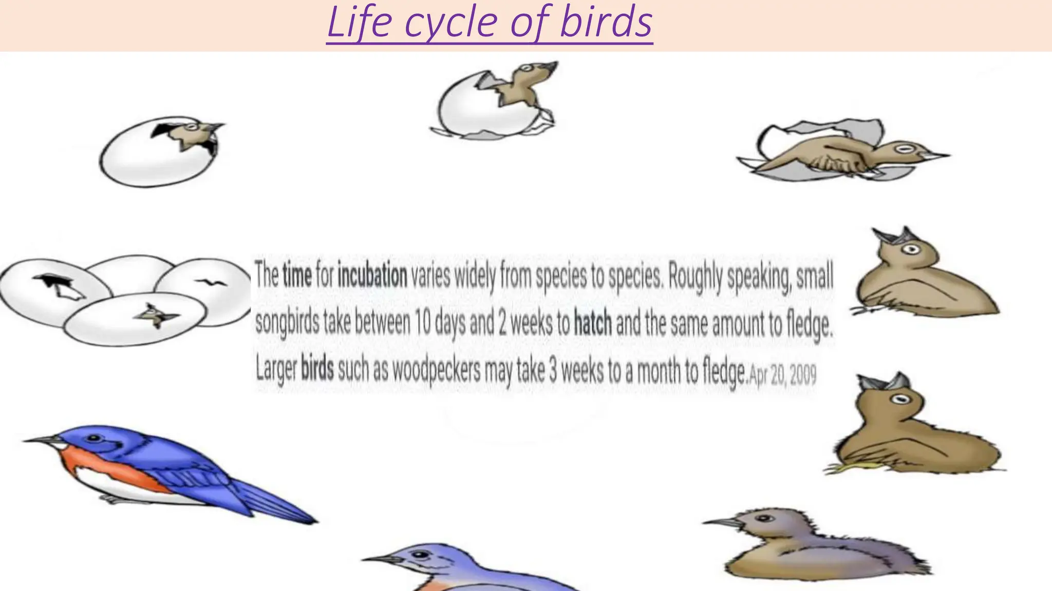 Birds in Quran.pptx check out diff birds | PPTX