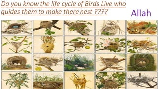 Birds in Quran.pptx check out diff birds | PPTX