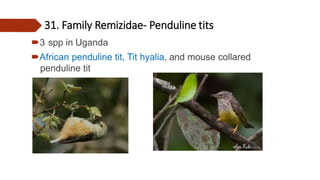 Birds in Uganda-part 2.pptx