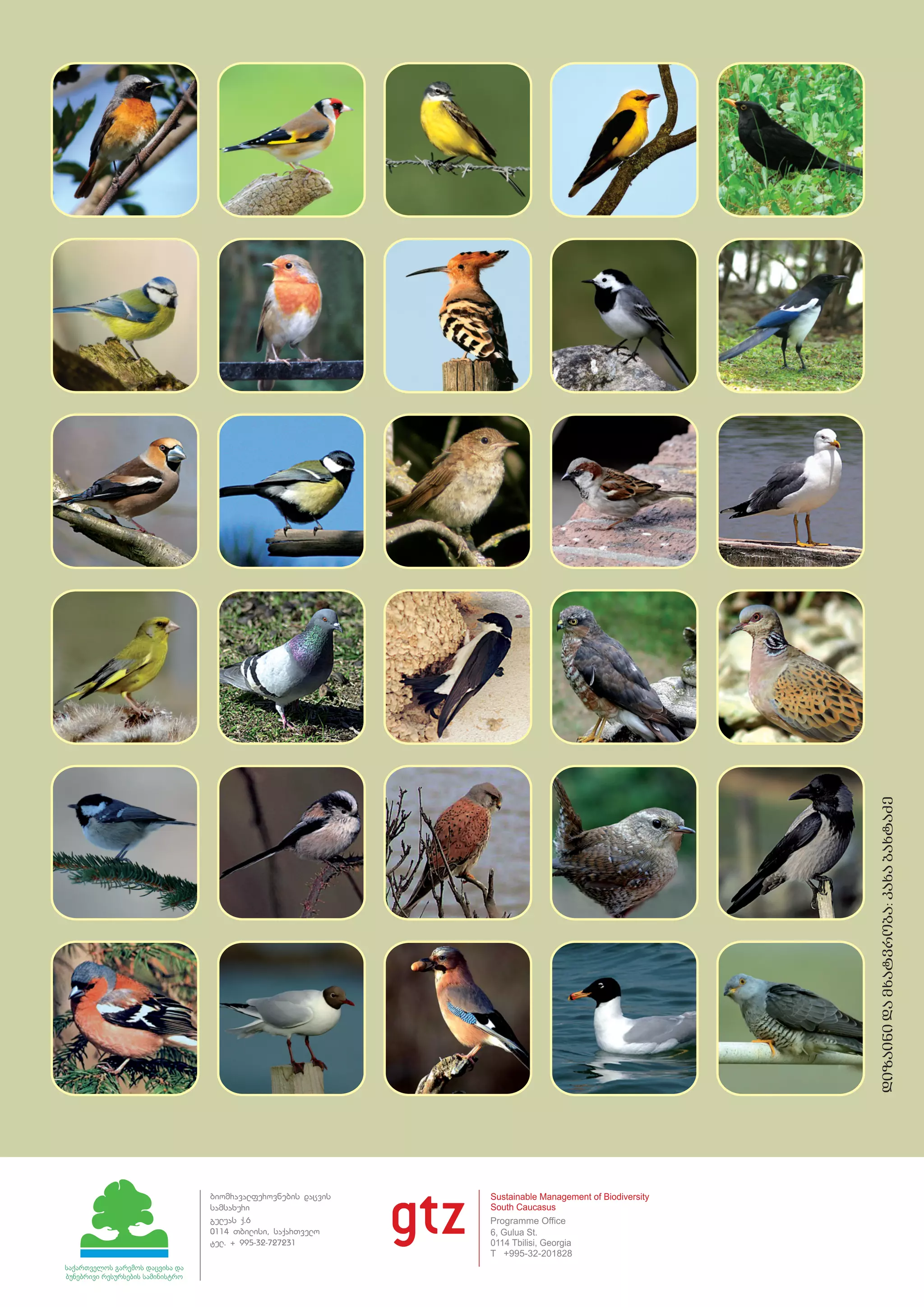 Birds layout | PDF
