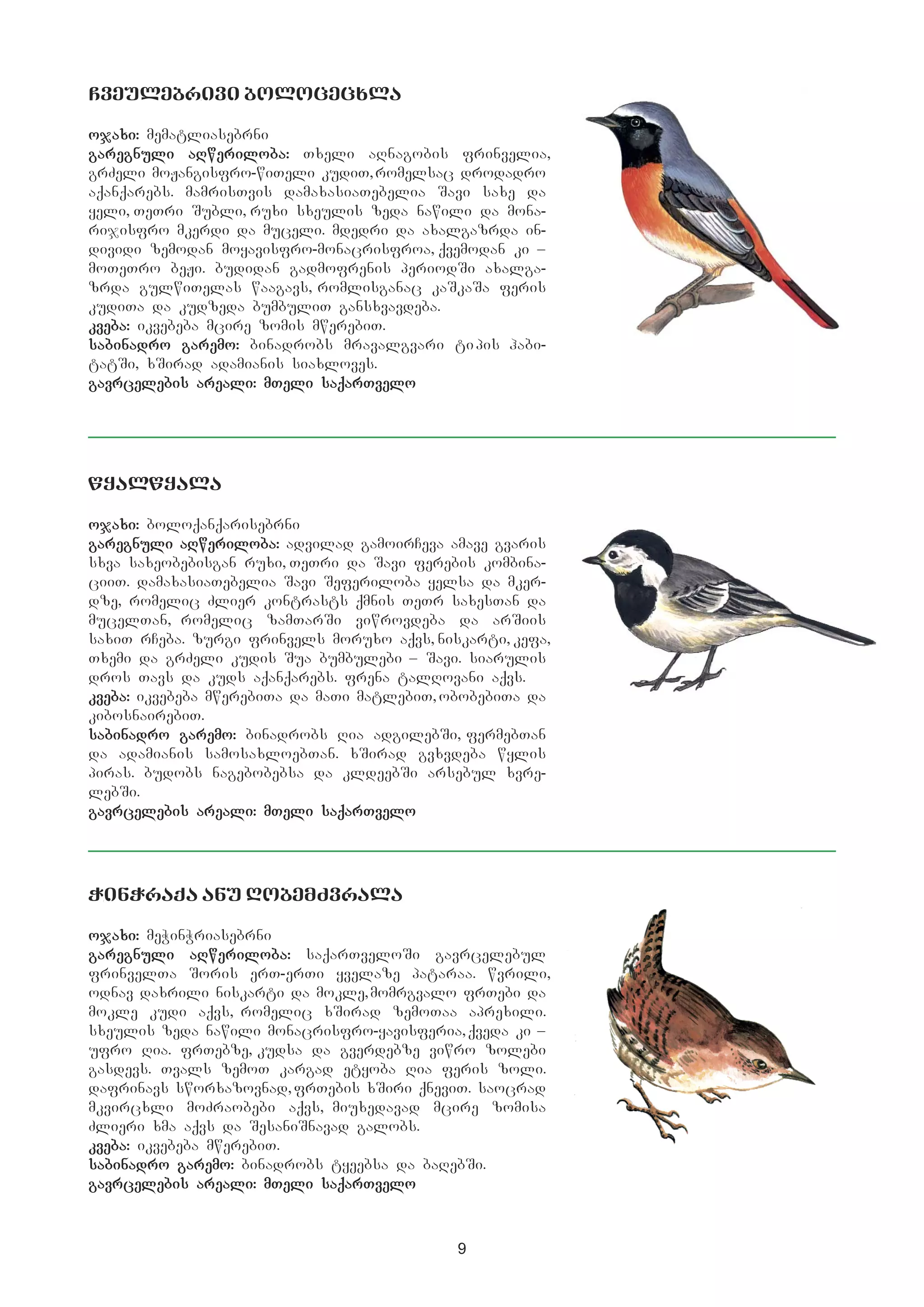 Birds layout | PDF