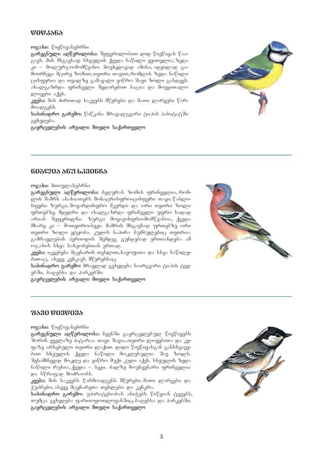 Birds layout | PDF