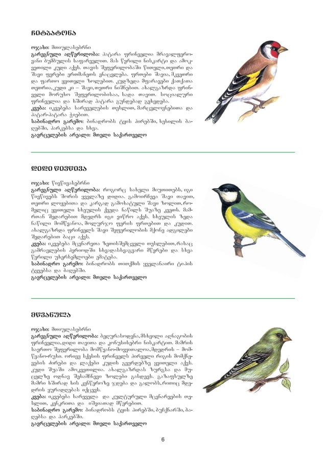 Birds layout | PDF