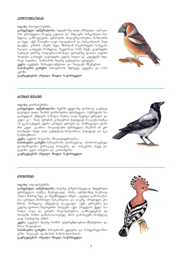 Birds layout | PDF