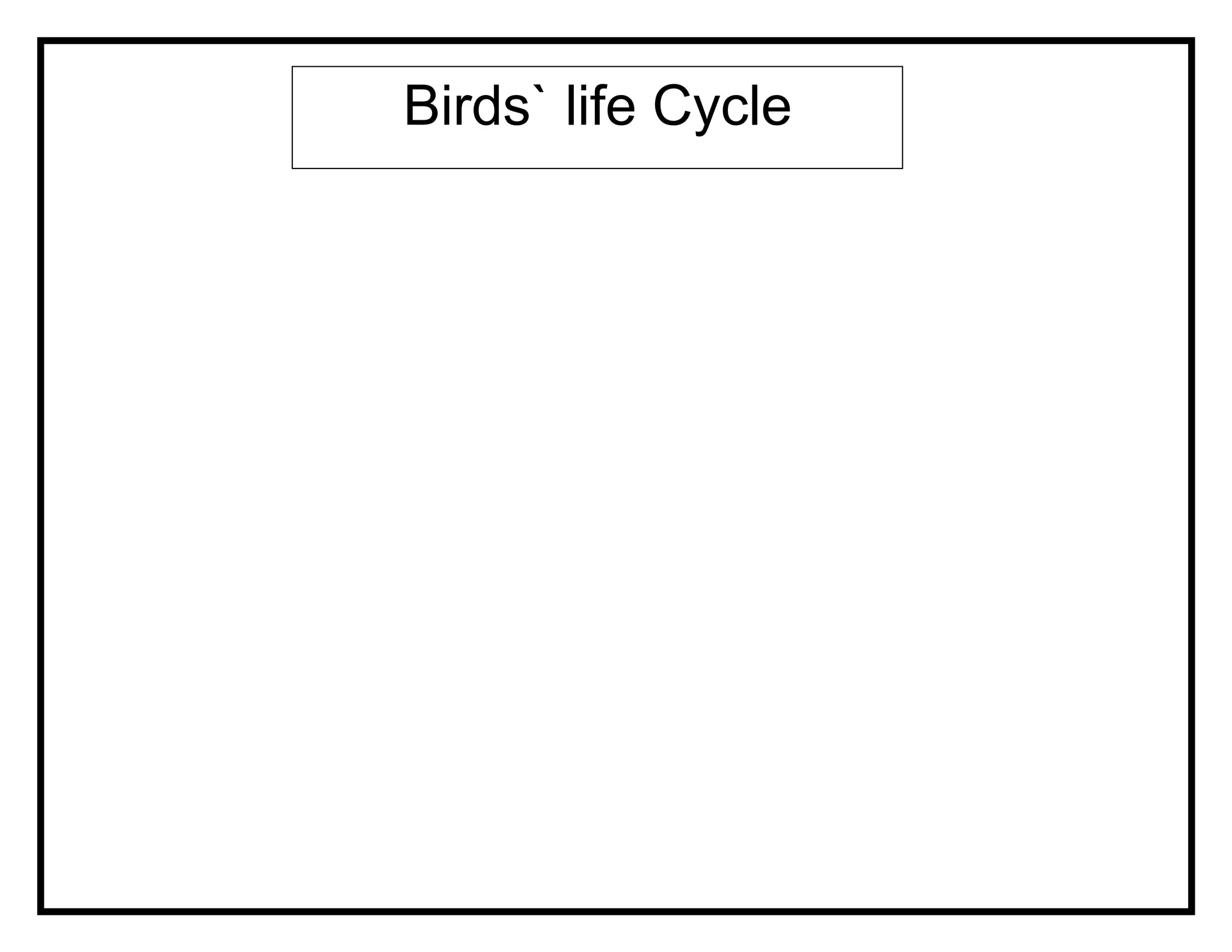 Birds` life cycle | PDF