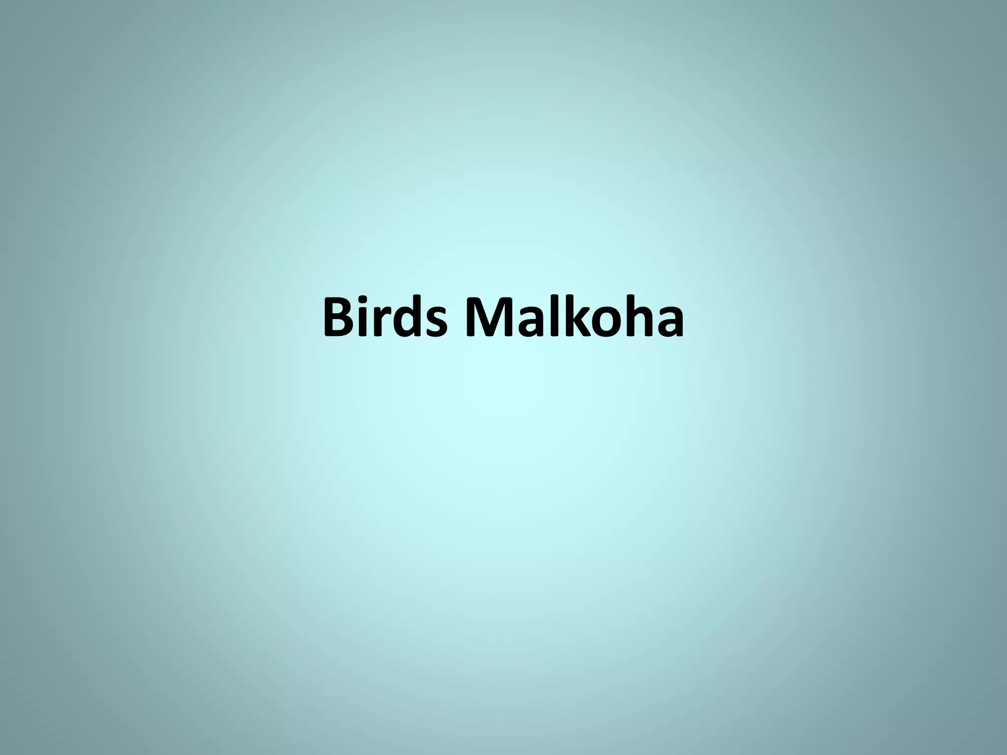 Birds malkoha | PPTX