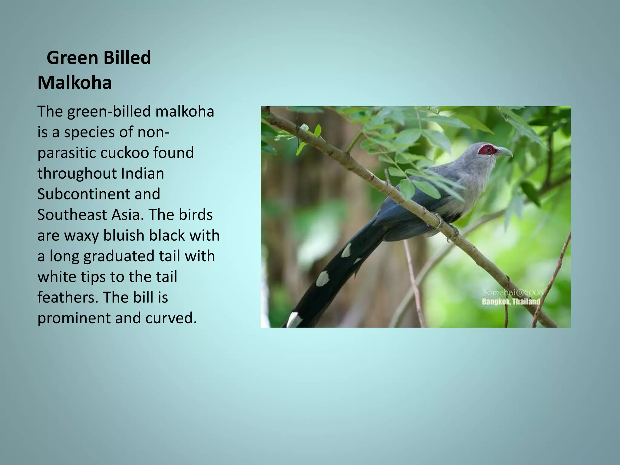 Birds malkoha | PPTX