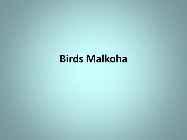 Birds malkoha | PPTX