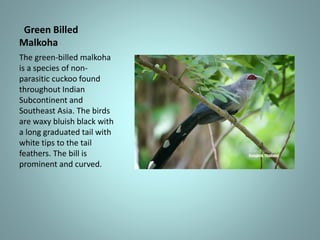 Birds malkoha | PPTX
