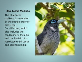 Birds malkoha | PPTX