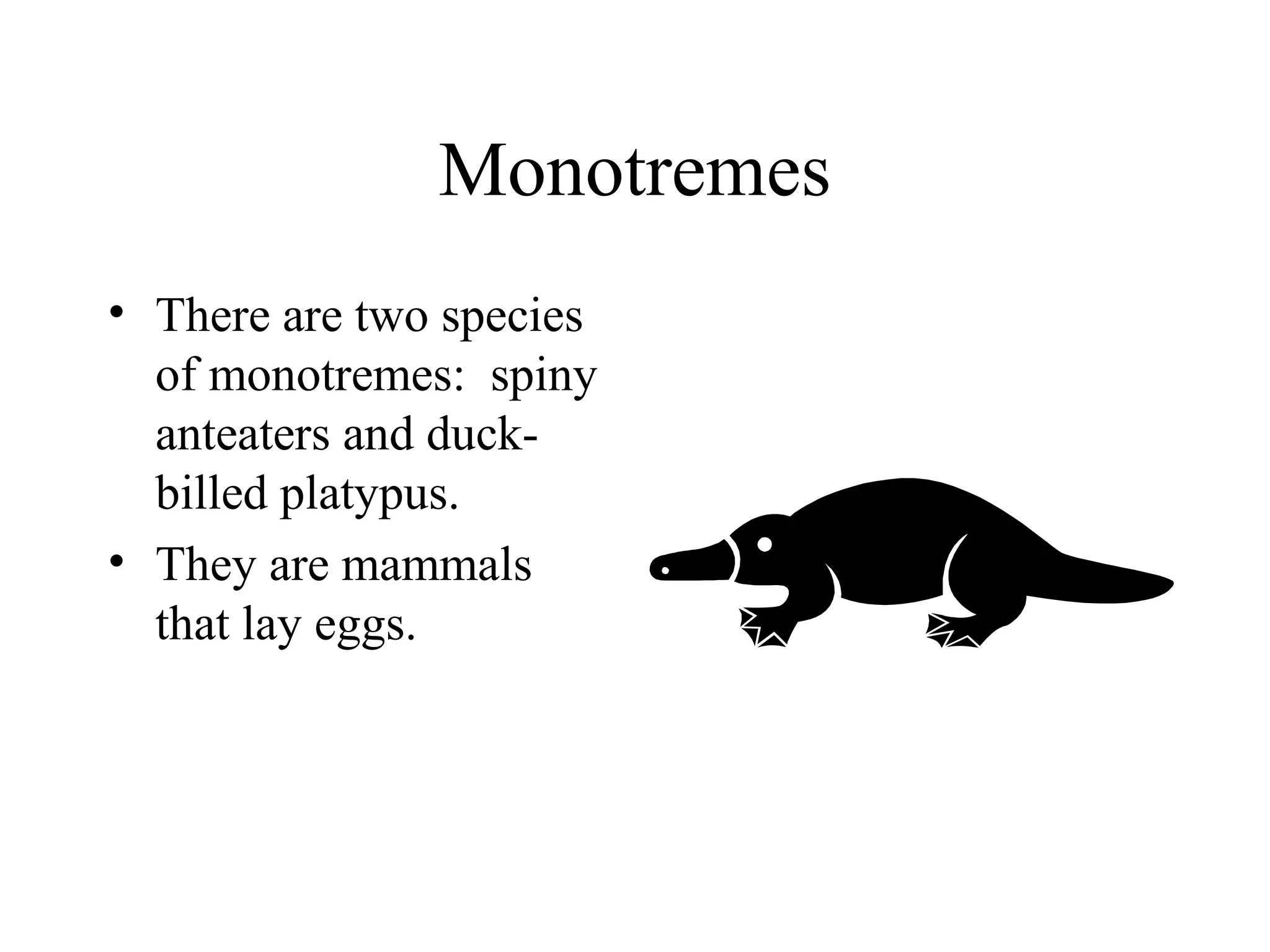 Birds & mammals (science) | PPT