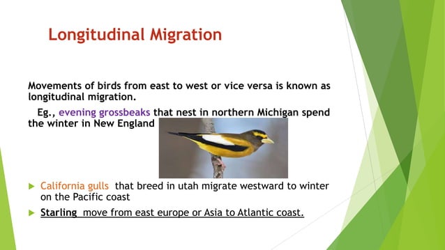 Birds migration ppt by danish salmani | PPTX | Geography | Science