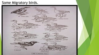 Birds migration ppt by danish salmani | PPTX