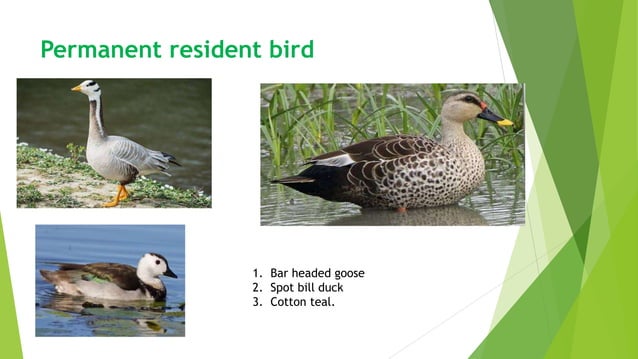 Birds migration ppt by danish salmani | PPTX | Geography | Science