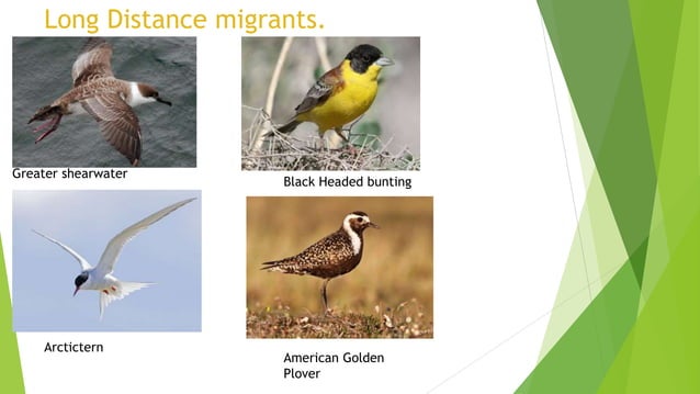Birds migration ppt by danish salmani | PPTX | Geography | Science