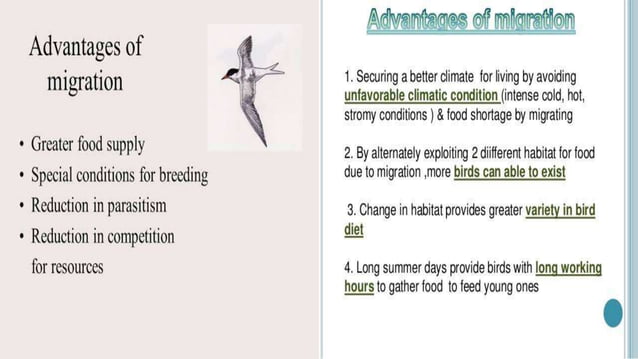 Birds migration ppt by danish salmani | PPTX | Geography | Science