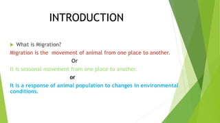 Birds migration ppt by danish salmani | PPTX