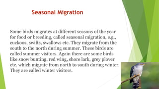 Birds migration ppt by danish salmani | PPTX