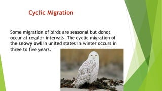 Birds migration ppt by danish salmani | PPTX