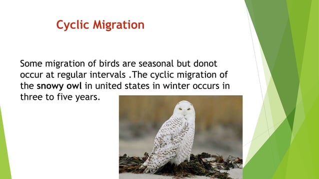 Birds migration ppt by danish salmani | PPTX | Geography | Science