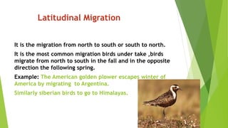 Birds migration ppt by danish salmani | PPTX