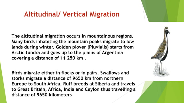 Birds migration ppt by danish salmani | PPTX | Geography | Science