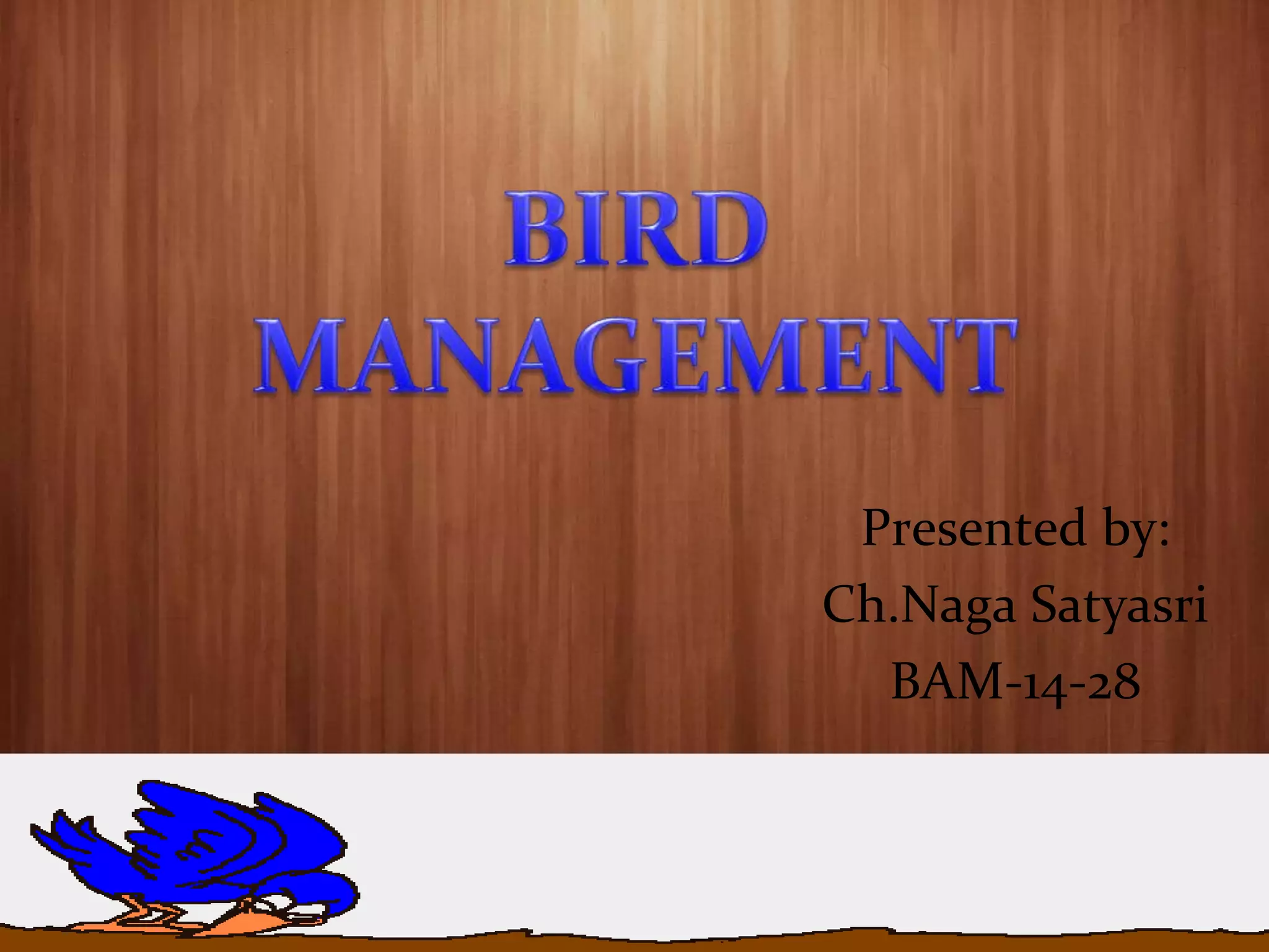 Birds Management | PPTX
