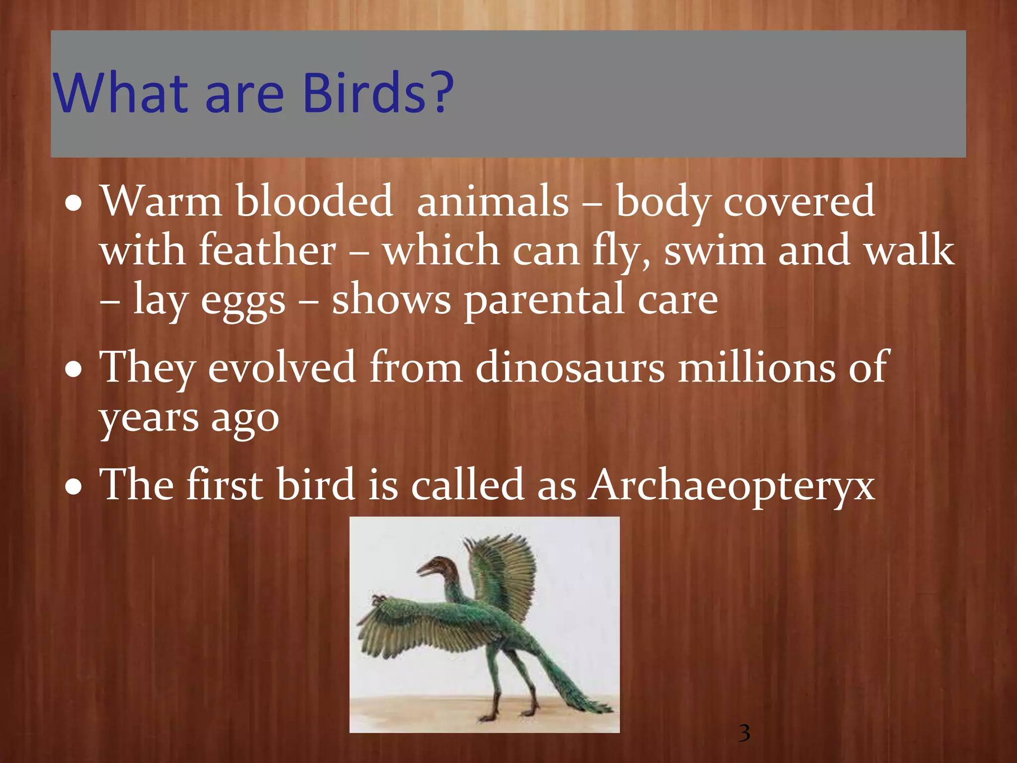 Birds Management | PPTX