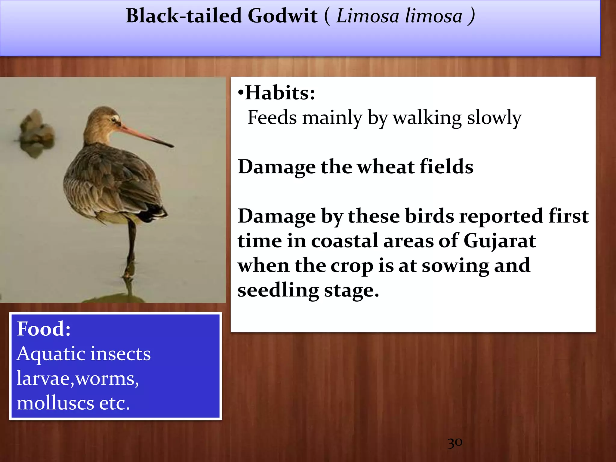 Birds Management | PPTX