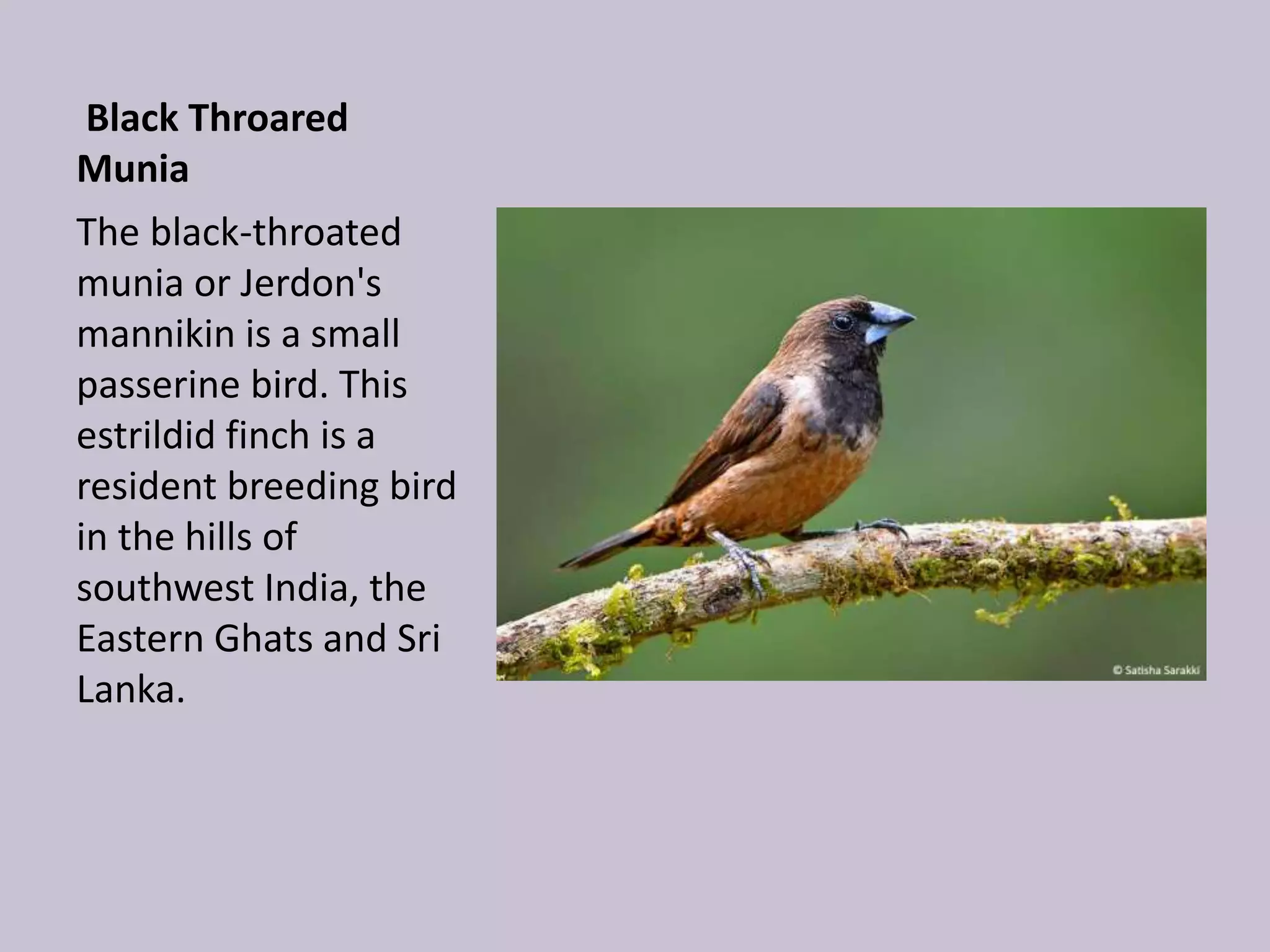 Birds munia | PPTX
