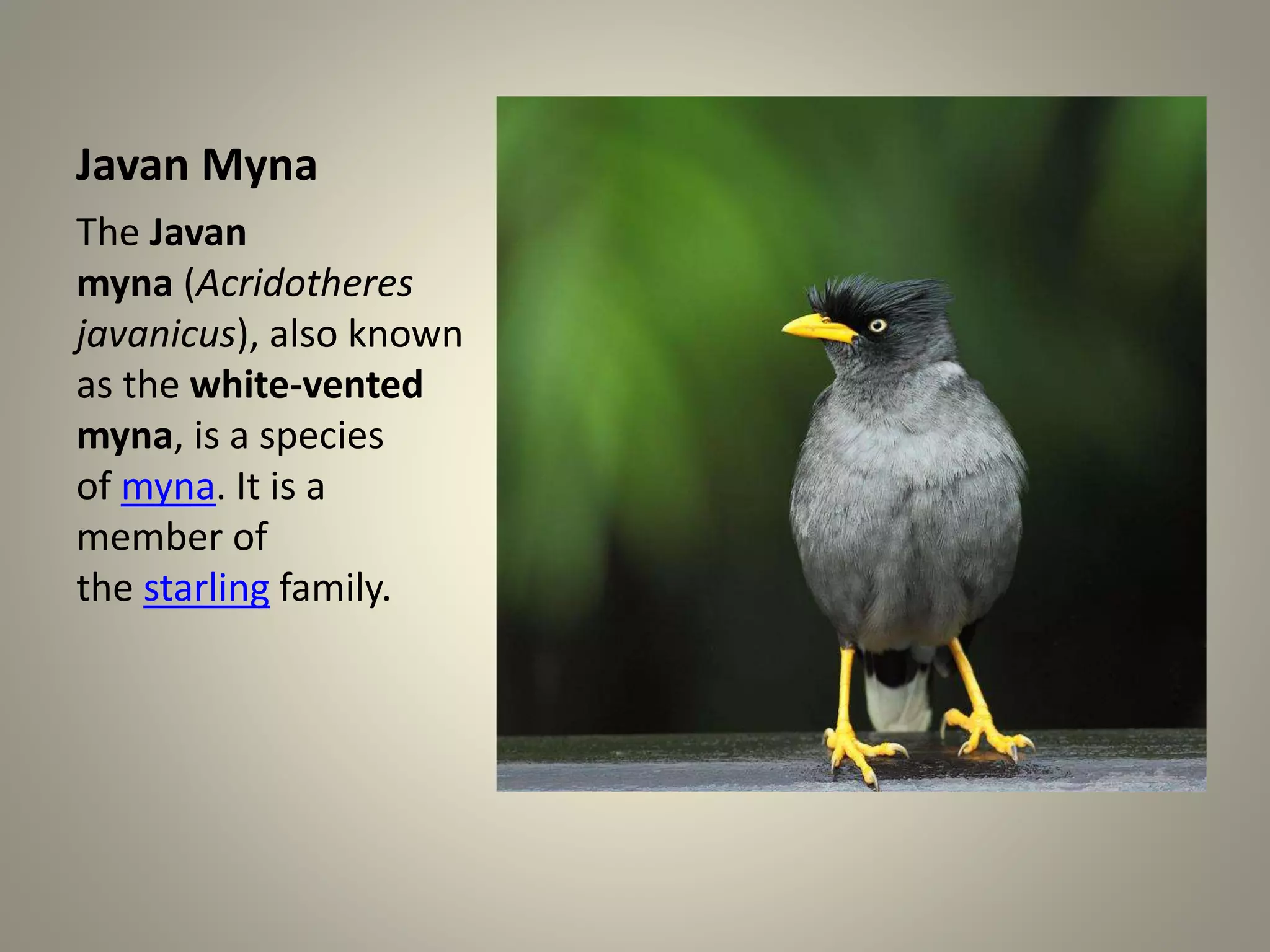 Birds myna | PPTX