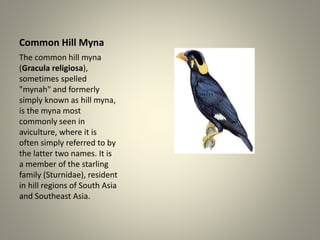Birds myna | PPTX