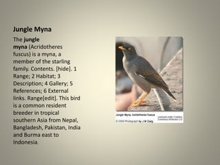 Birds myna | PPTX