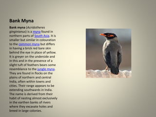 Birds myna | PPTX