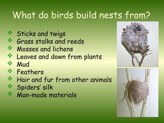 Different types of birds and their nests | PPT