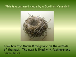 Different types of birds and their nests | PPT