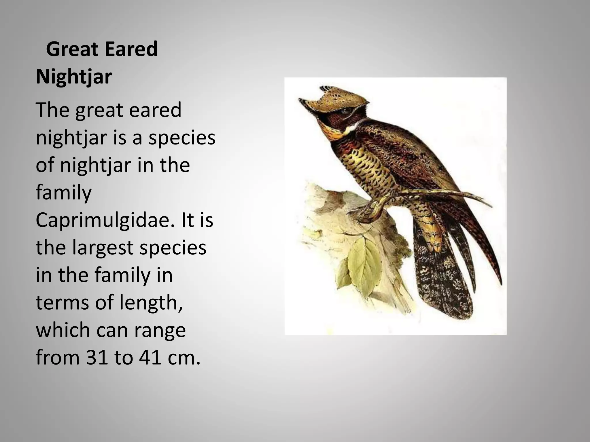 Birds nightjar | PPTX
