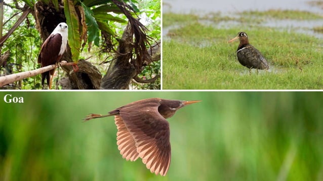 Birding In Goa | Bird Watching Goa India | PPT