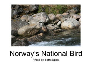 Birds of Norway | PPTX