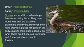 Birds of pakistan | PPTX