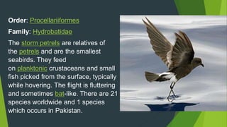 Birds of pakistan | PPTX