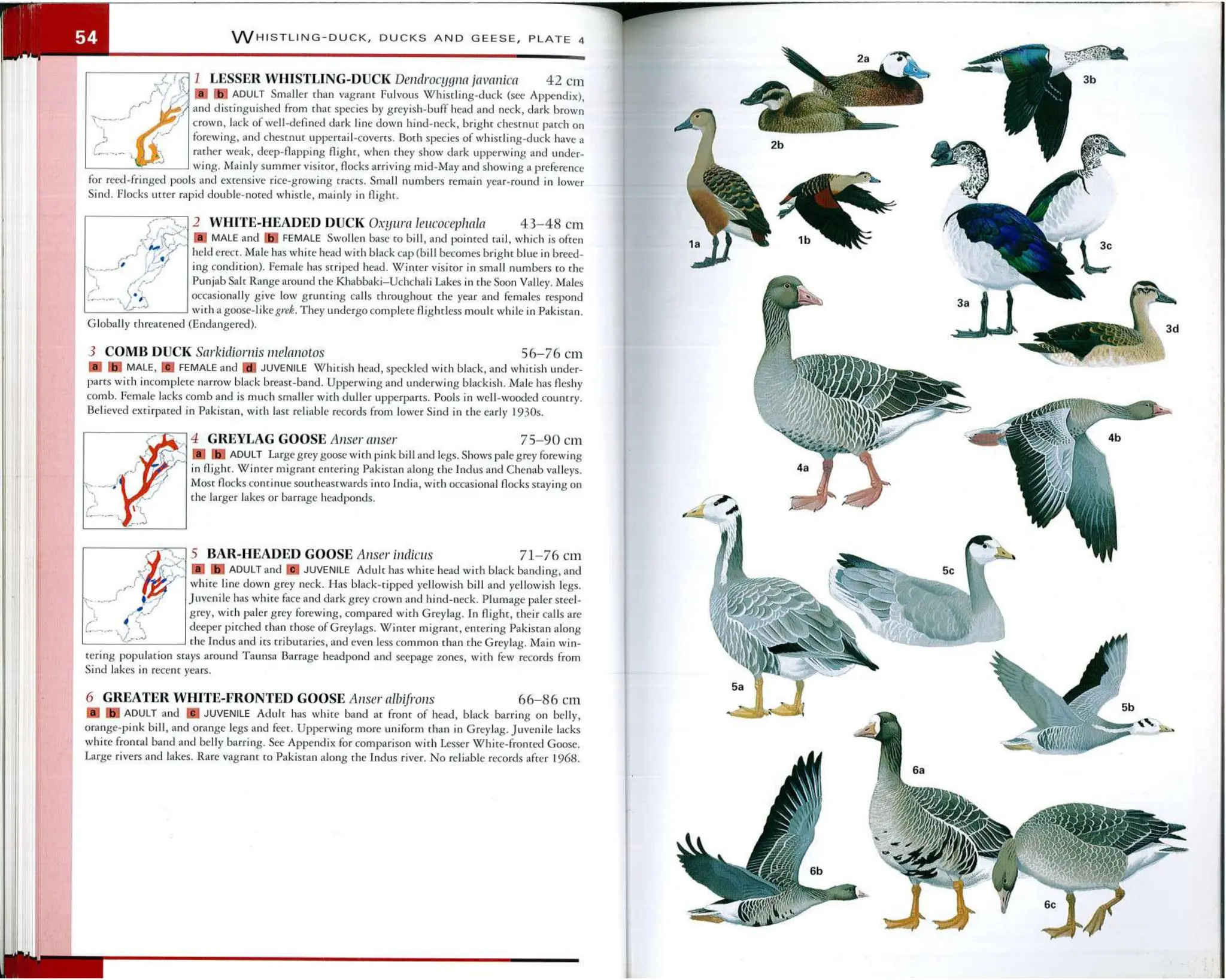 Birds of Pakistan field guide.pdf