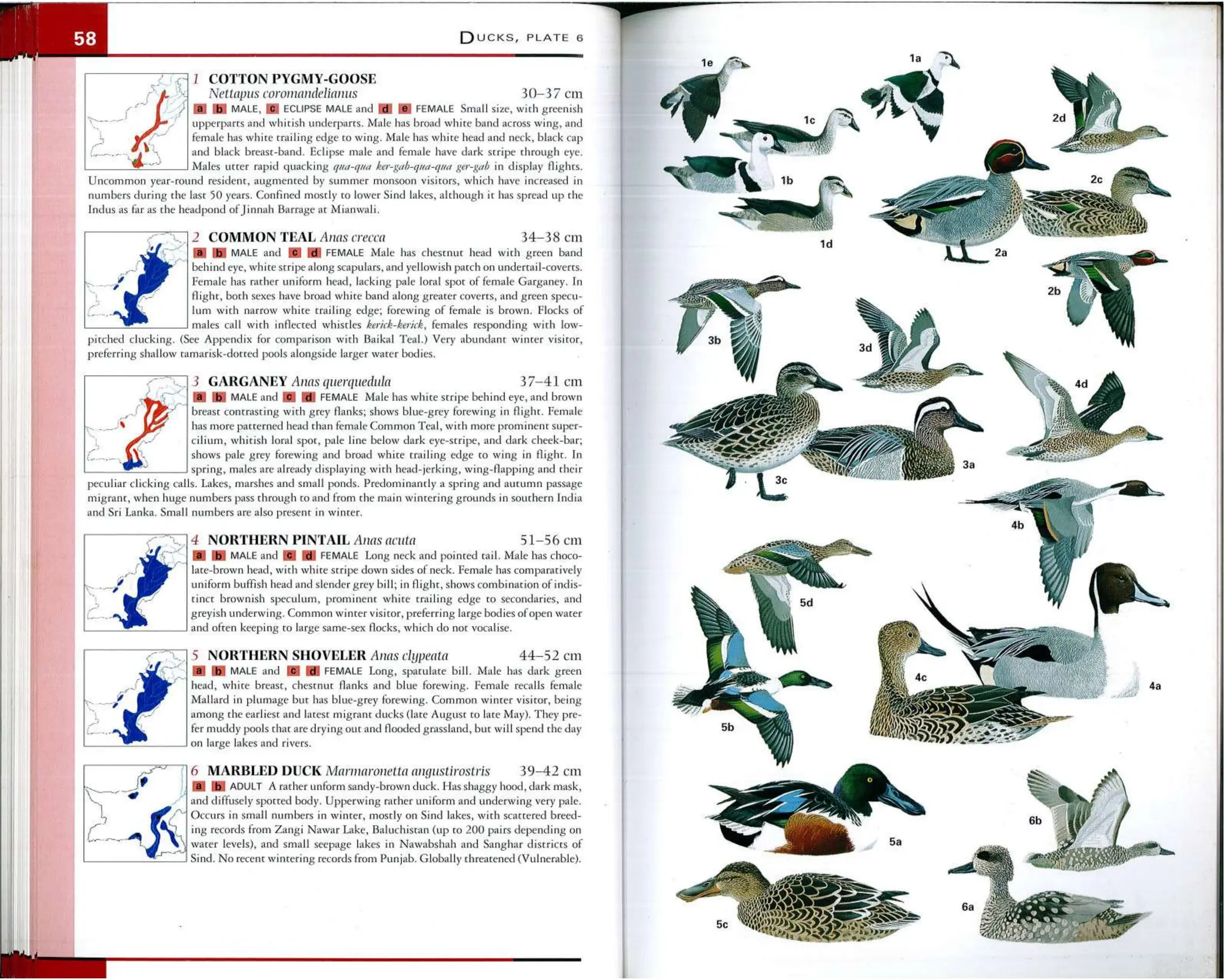 Birds of Pakistan field guide.pdf