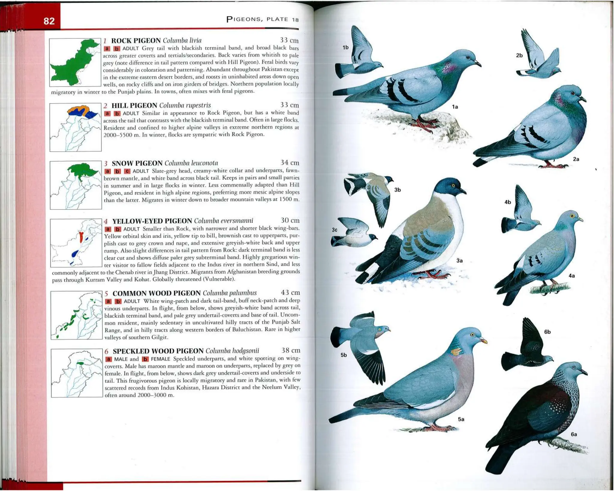 Birds of Pakistan field guide.pdf
