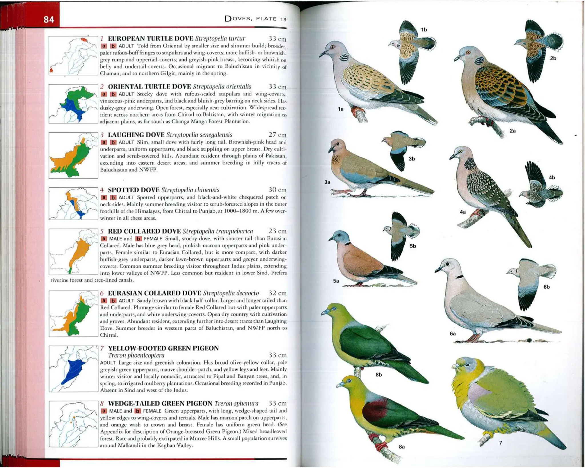 Birds of Pakistan field guide.pdf