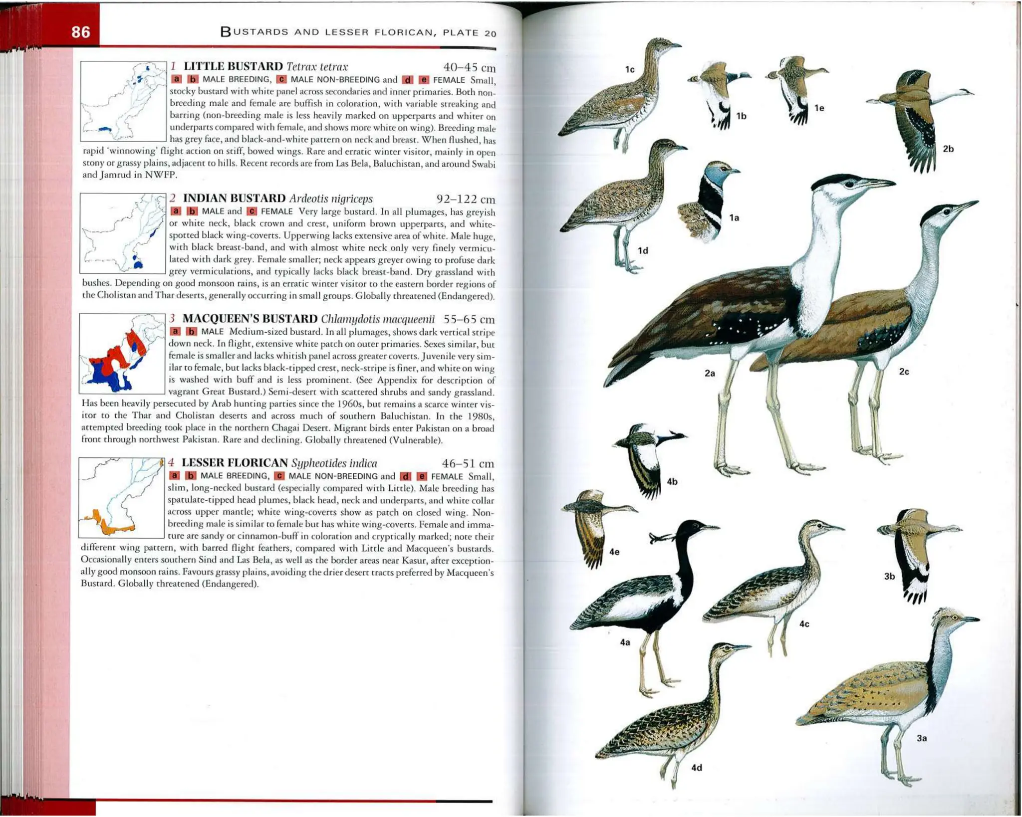Birds of Pakistan field guide.pdf