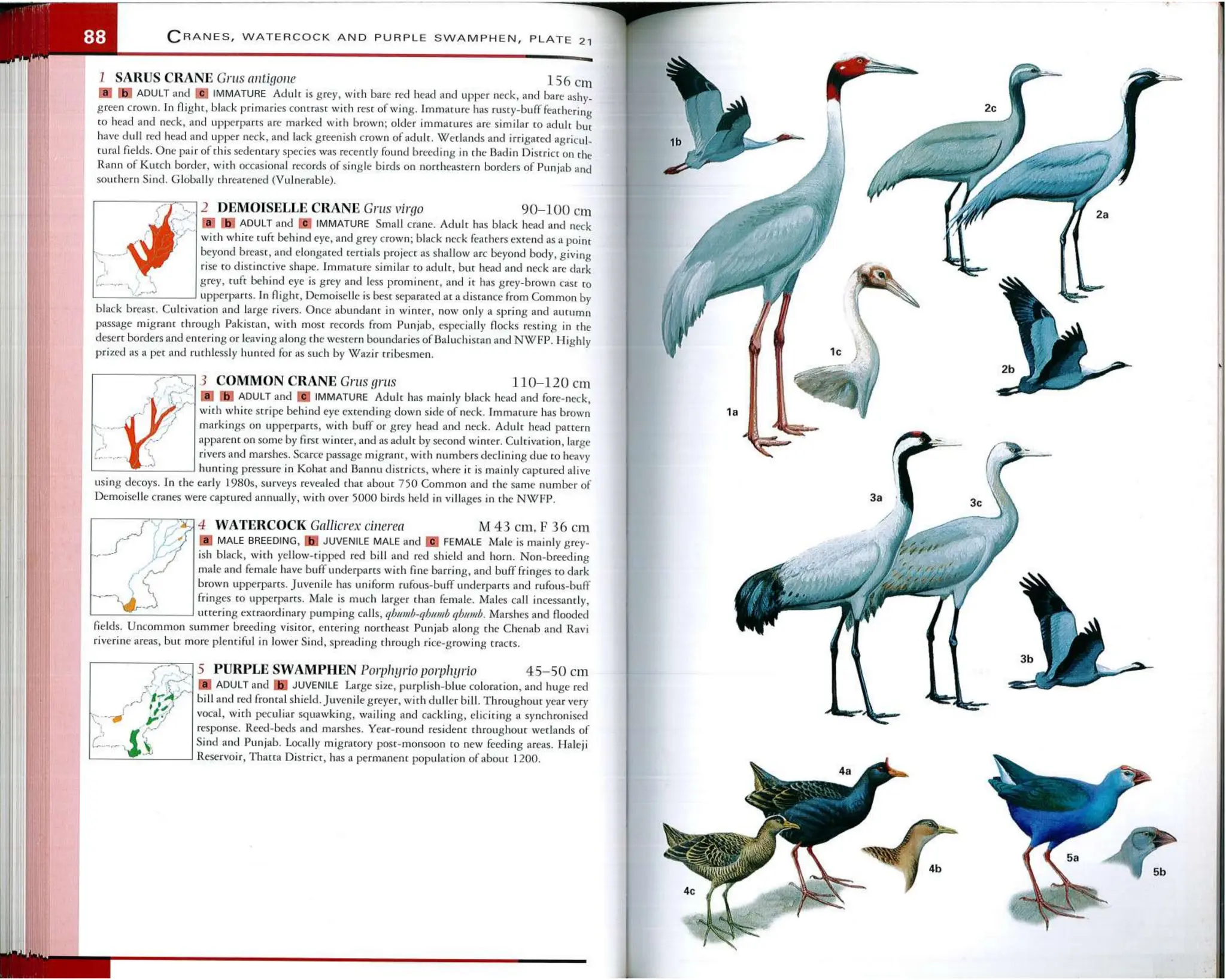 Birds of Pakistan field guide.pdf