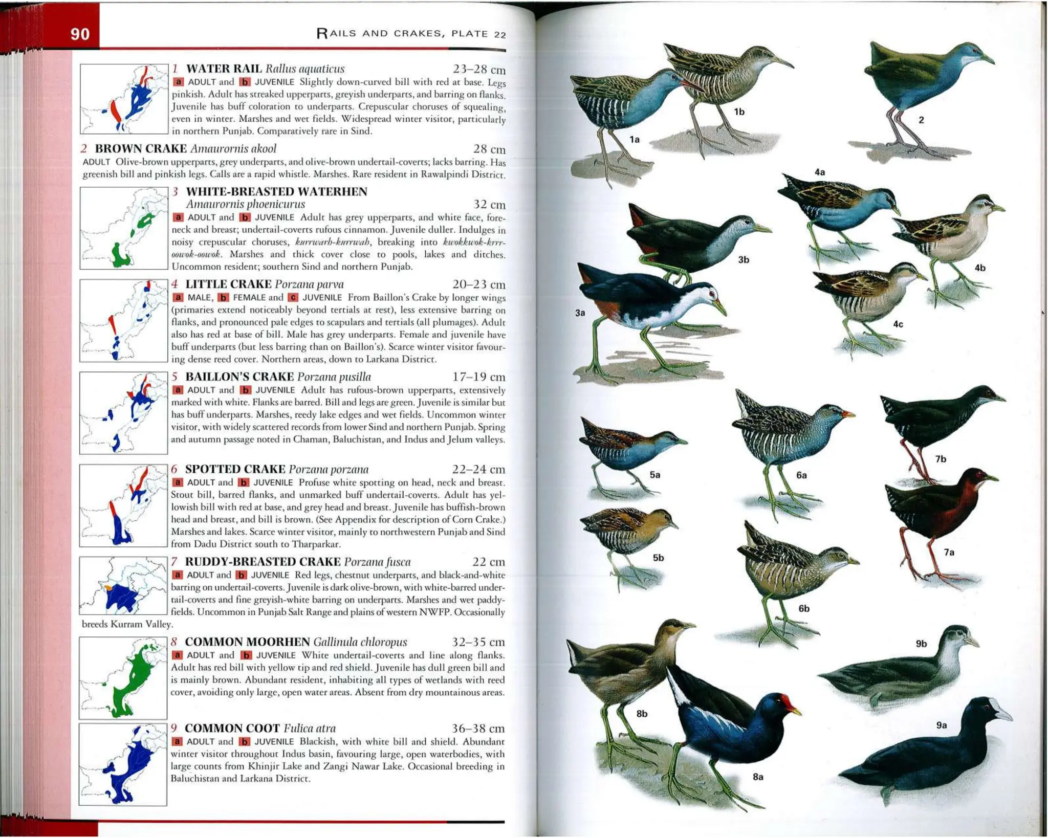 Birds of Pakistan field guide.pdf